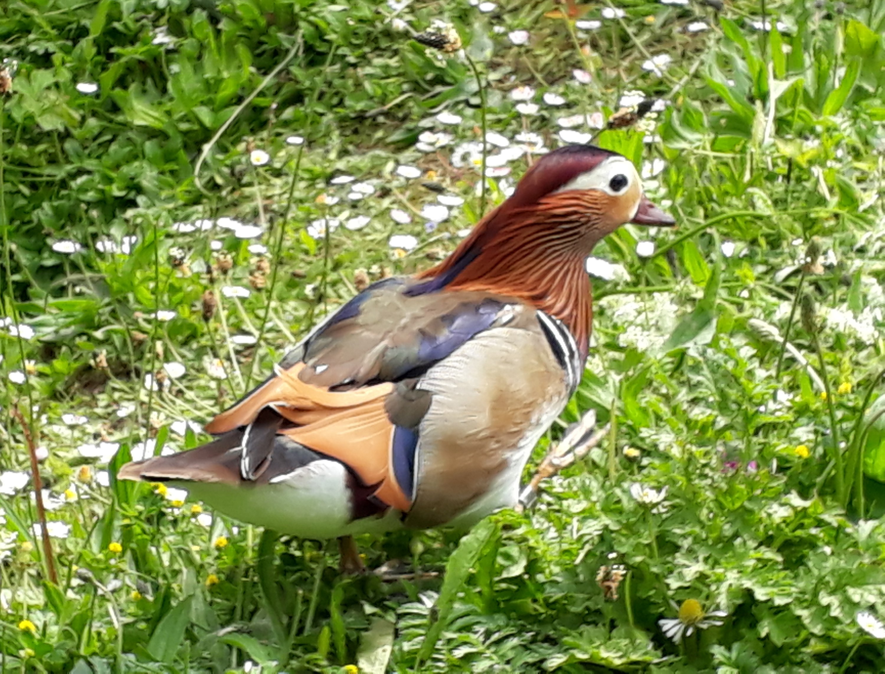 Jaunty man about town | Casual Narrative